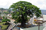 The Cotton Tree - Sierra Leone Travel and Tourism Operator - VSL TRAVEL ...