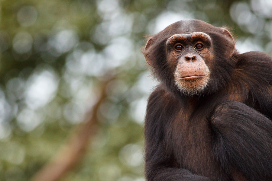 Tacugama Chimpanzee Sanctuary | Sierra Leone Travel and Tourism ...